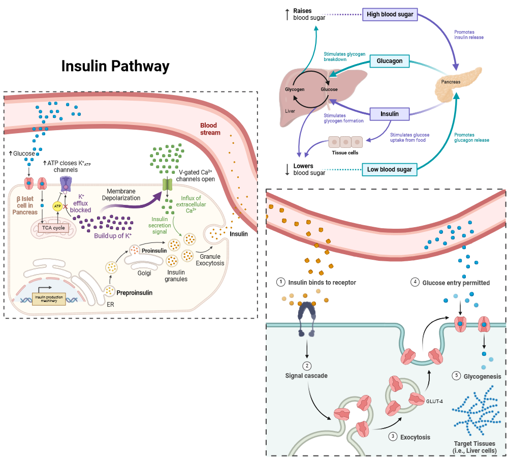 Insulin Signaling Pathway | BioRender Science Templates