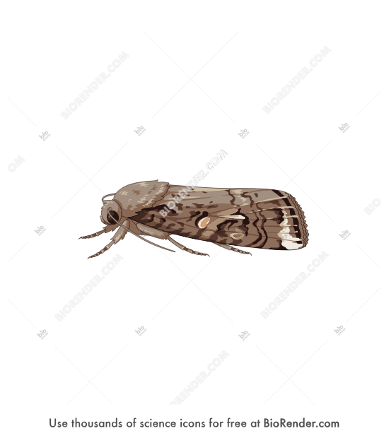 Free Fall armyworm (Spodoptera frugiperda, male) Icons, Symbols ...