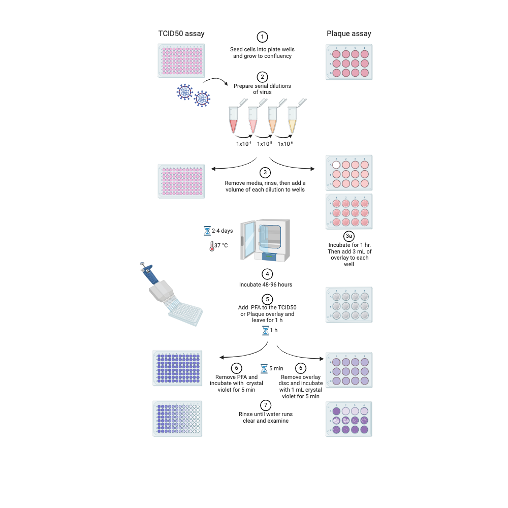Comparison of TCID50 and Plaque Assays for Defining the Infectivity of ...