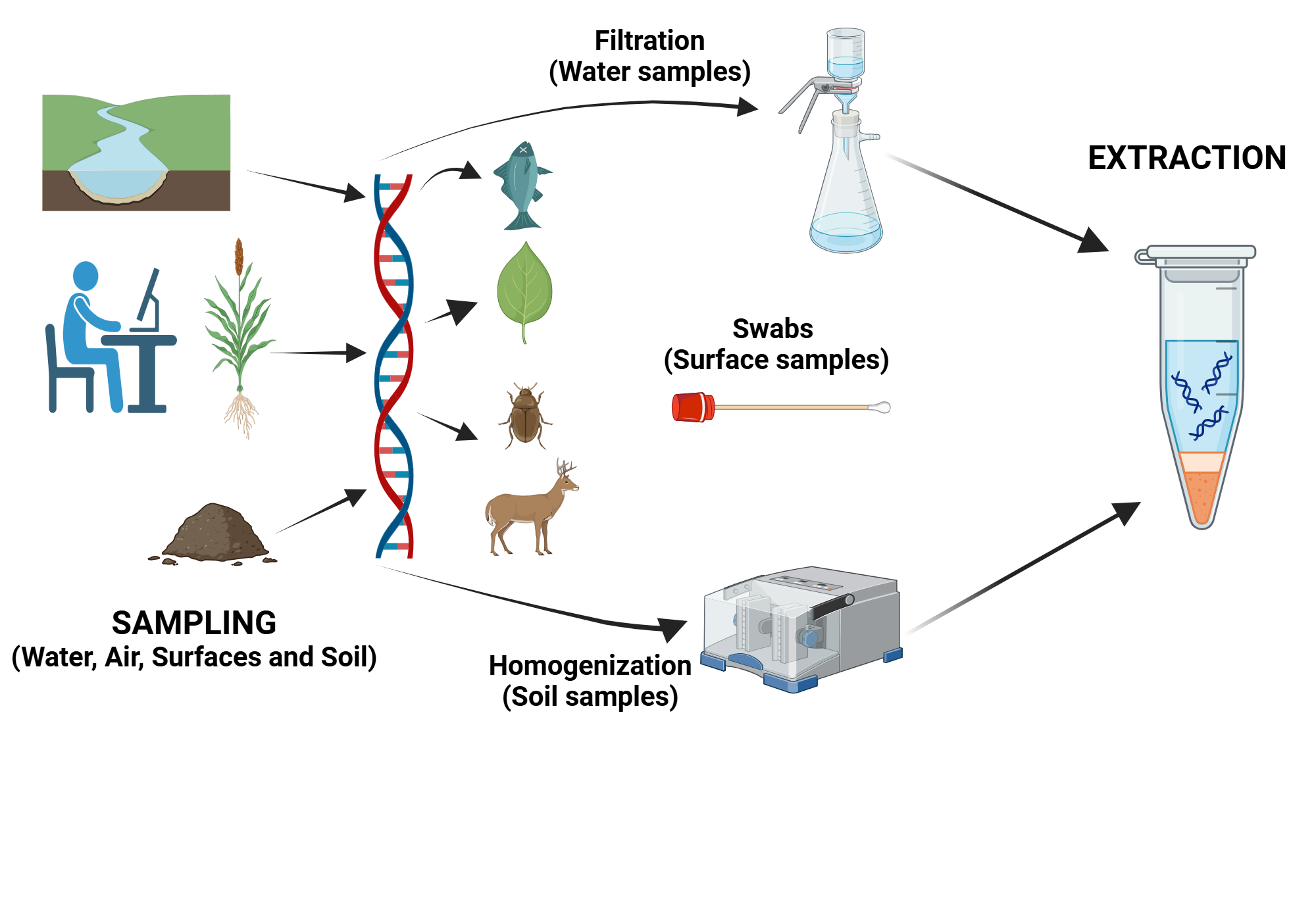 Environmental DNA Sampling and Extraction | BioRender Science Templates Environmental DNA Sampling and Extraction | BioRender Science Templates