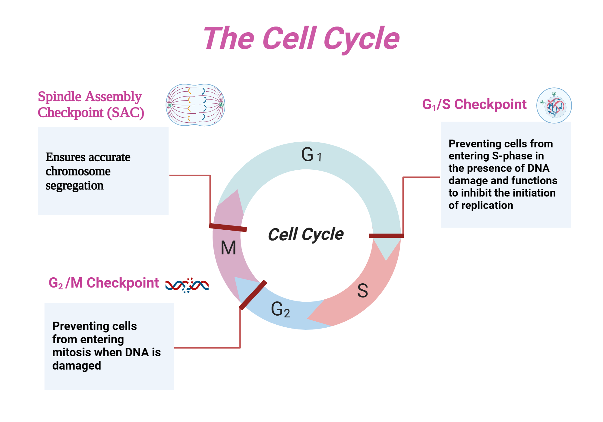 Cell Cycle | BioRender Science Templates