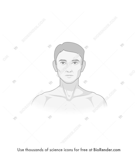Free Adult (head, male, underweight, anterior) Icons, Symbols & Images ...