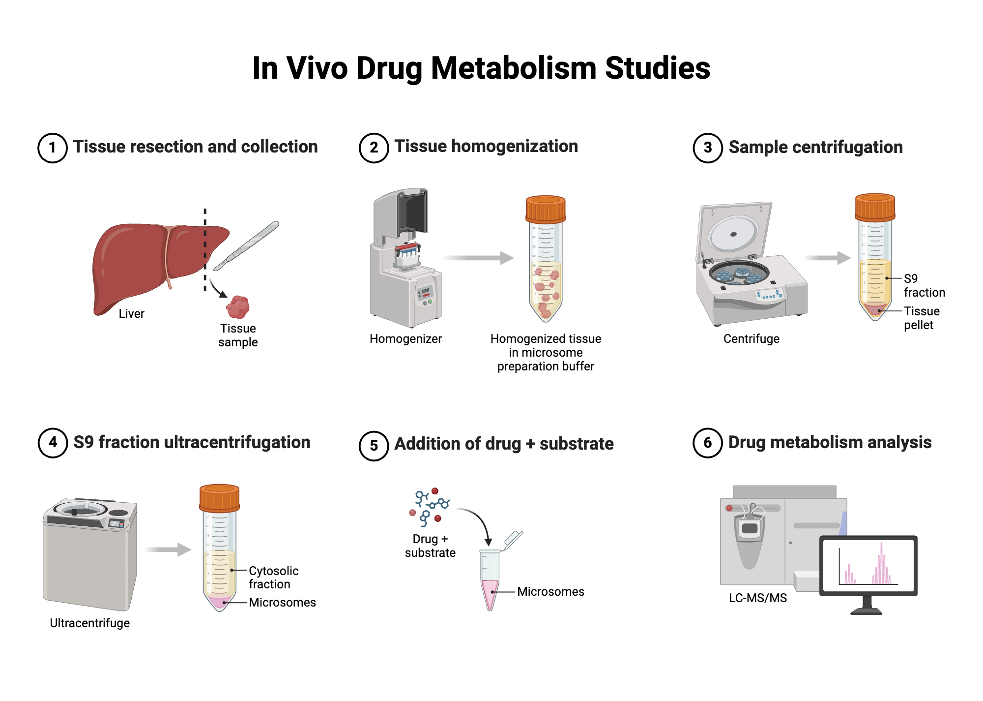 In Vivo Drug Metabolism Studies | BioRender Science Templates
