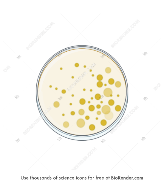 Free Petri dish with bacteria colonies (top view) Icons, Symbols ...