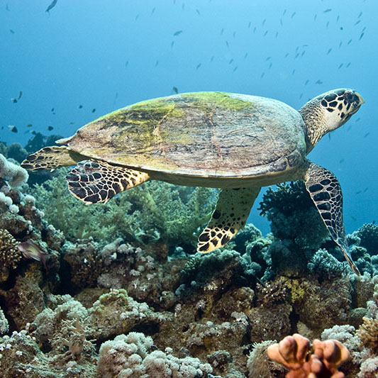 Fiji’s Plants and Wildlife: What to Look For on Your Holiday