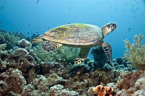 Fiji’s Plants and Wildlife: What to Look For on Your Holiday