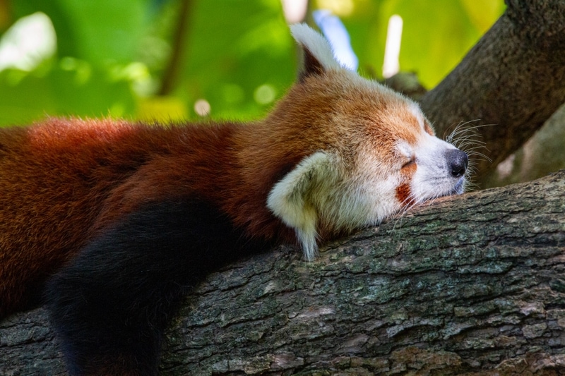 VAT identification number in the Czech Republic (VAT ID No.)