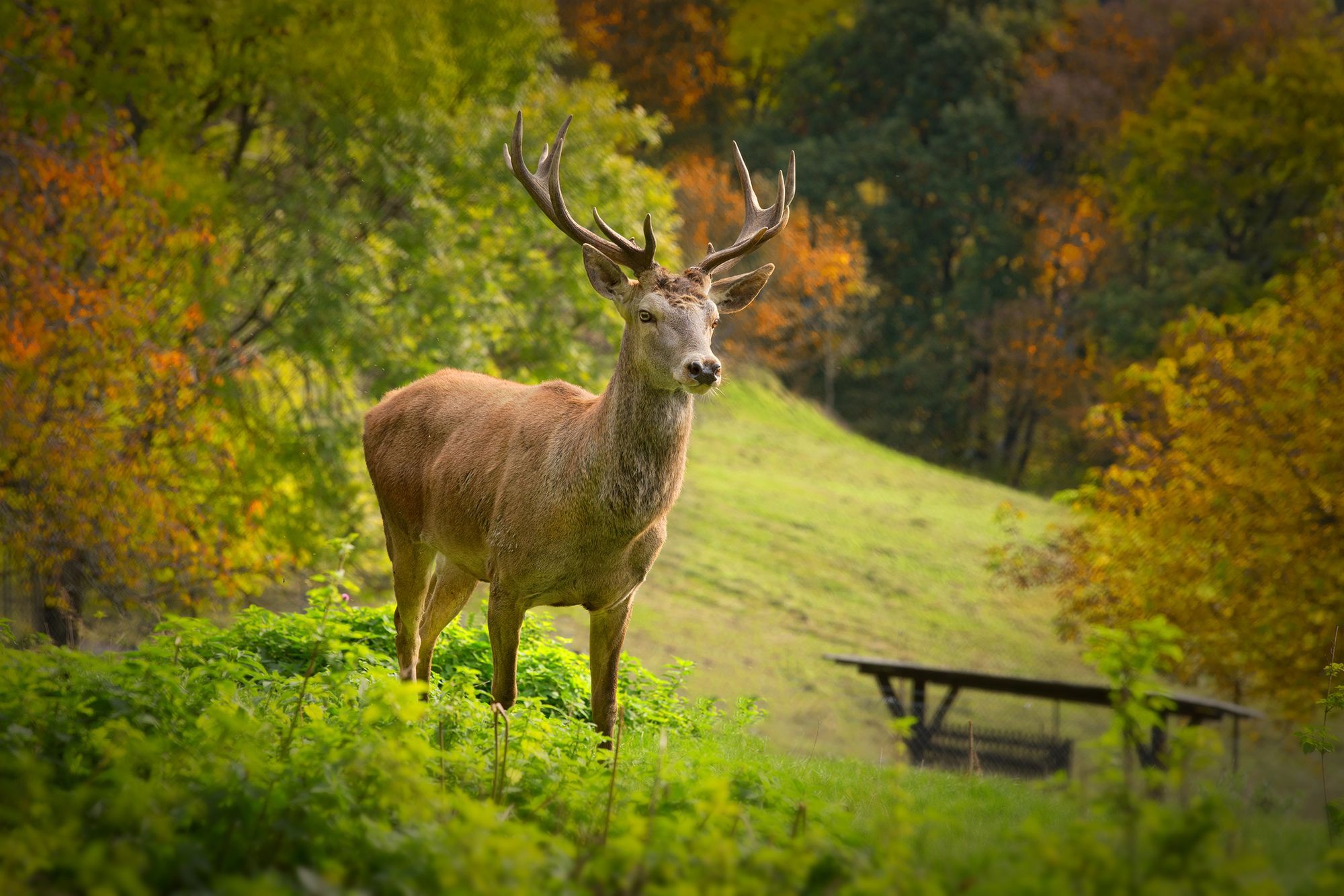 Wildpark Feldkirch