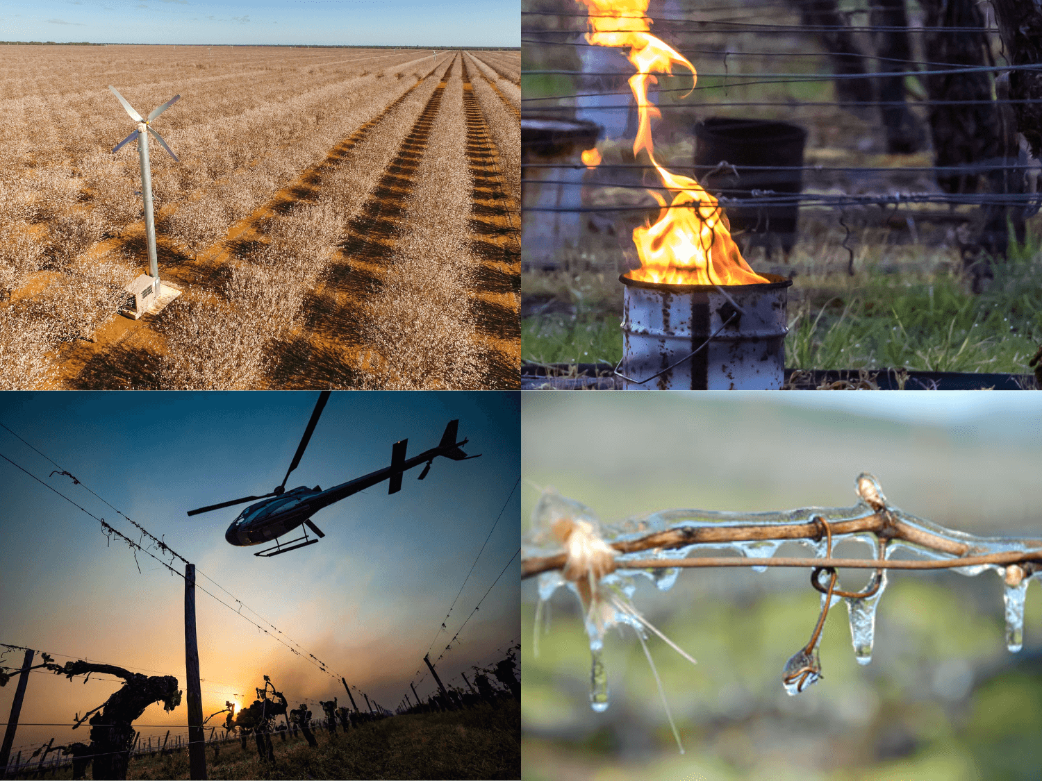 ‍Weighing up the pros and cons of frost protection strategies. | FrostBoss®