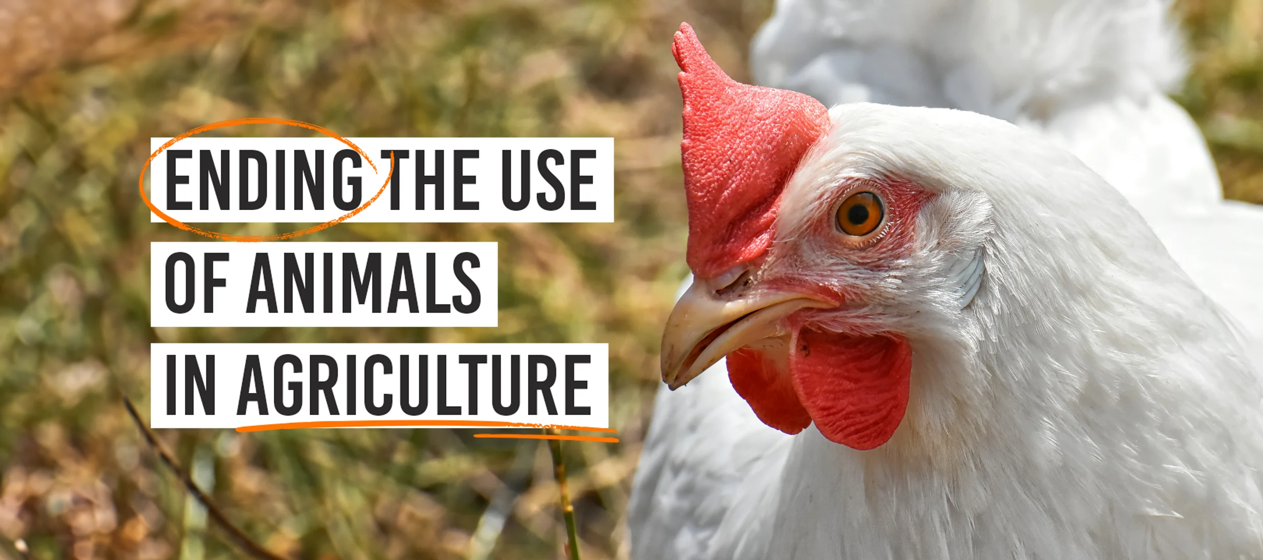 Ending the use of animals in agriculture