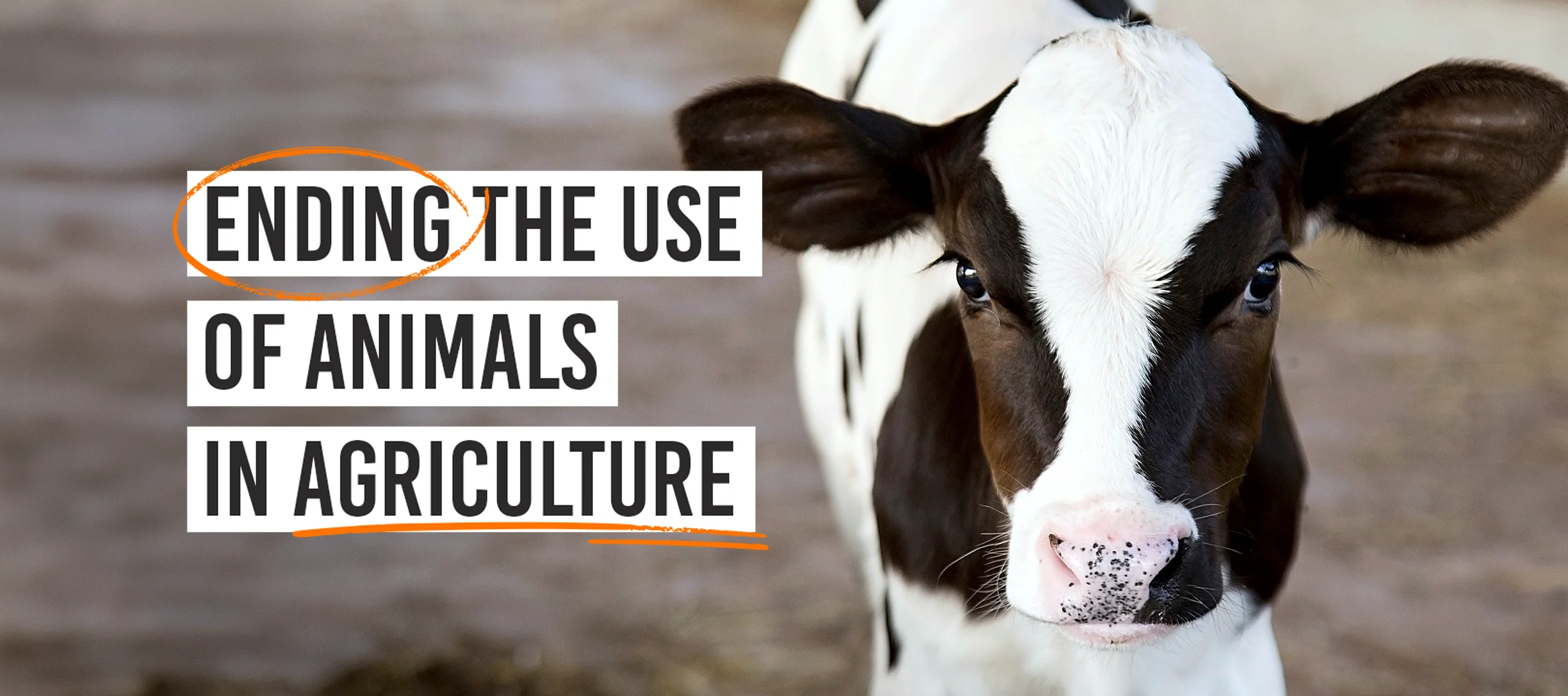 Ending the use of animals in agriculture