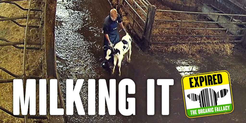 The hard truth about Bath Soft Cheese, an organic dairy