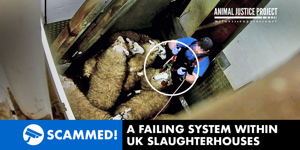 Ourselves and the animals have been 'Scammed!'