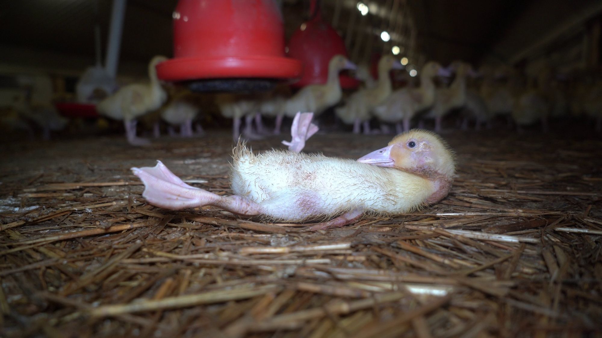 Veterinarians, TV celebrities, a pop star, and farmed animal rescue ...