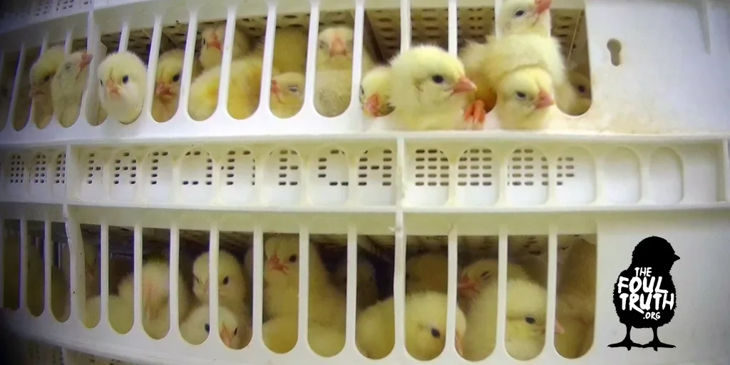 Horrors at an RSPCA Assured chicken hatchery
