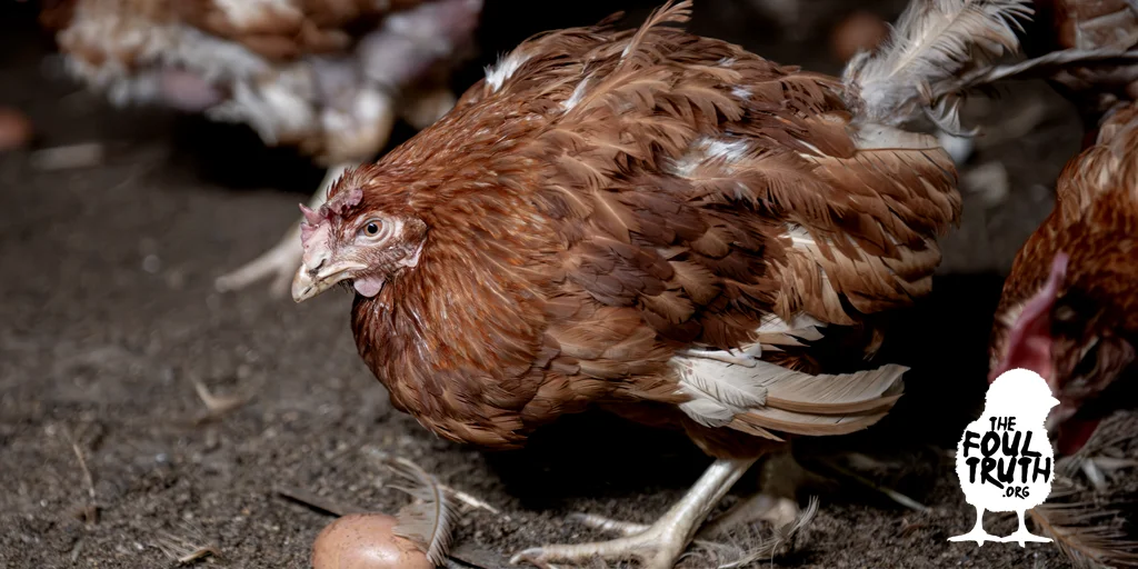 Want to know the Foul Truth?