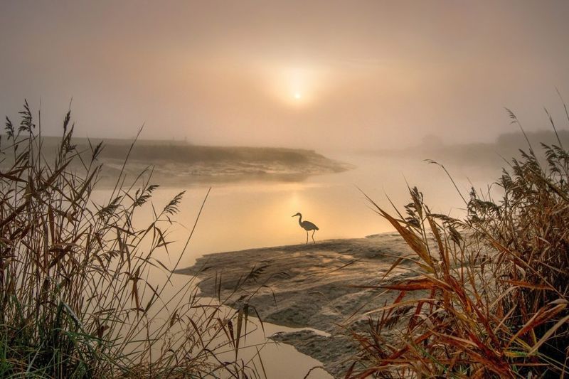 45 Birds To Look For Around The Waterways - Bird Buddy Blog