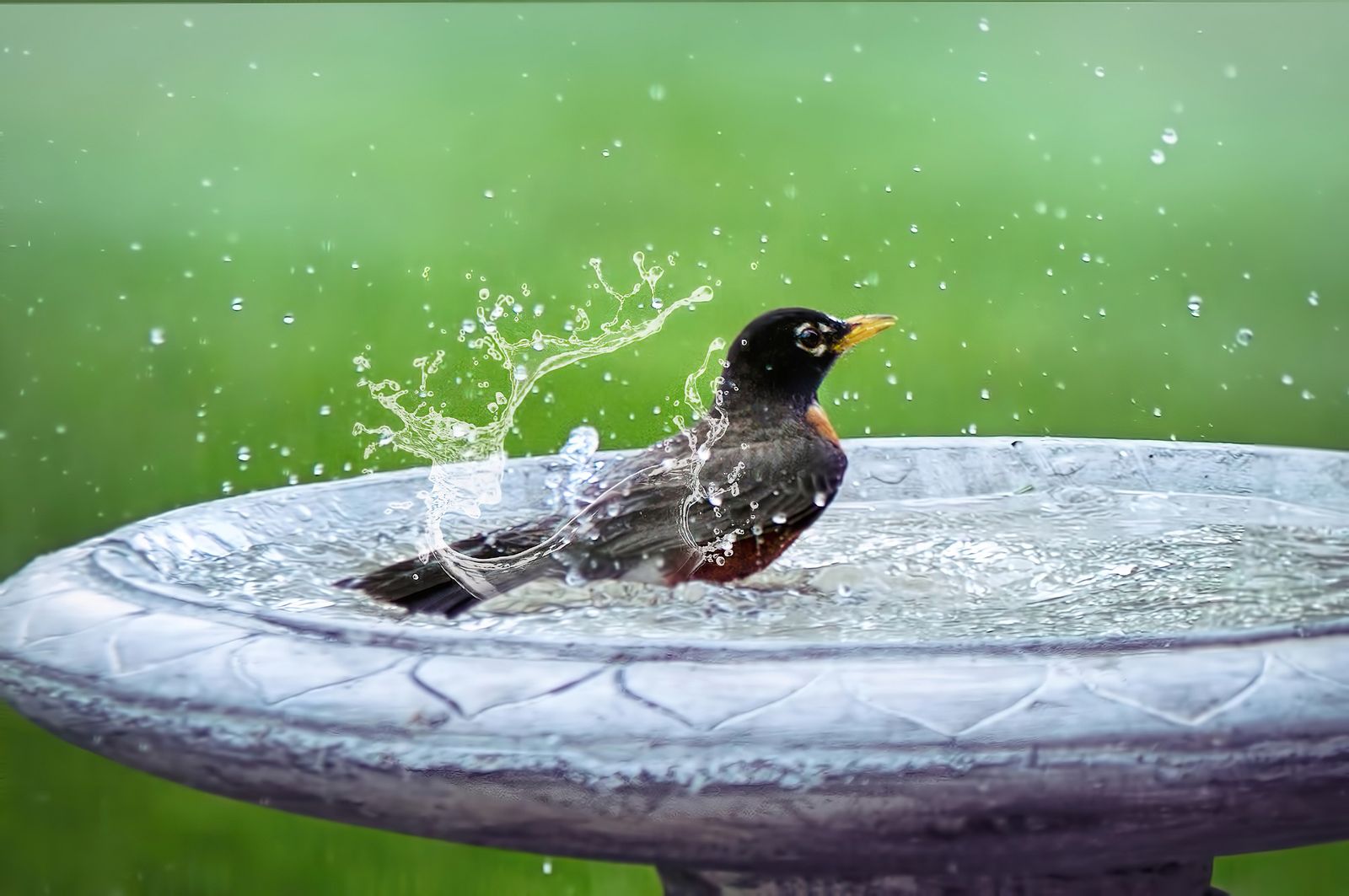 Bird Baths 101: How to Create a Bird-Friendly Watering Hole in Your ...