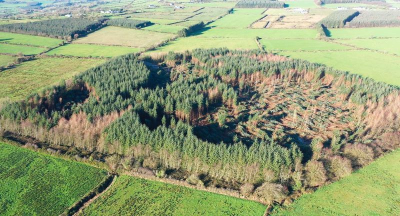 Windblow | Euroforest Ireland Limited