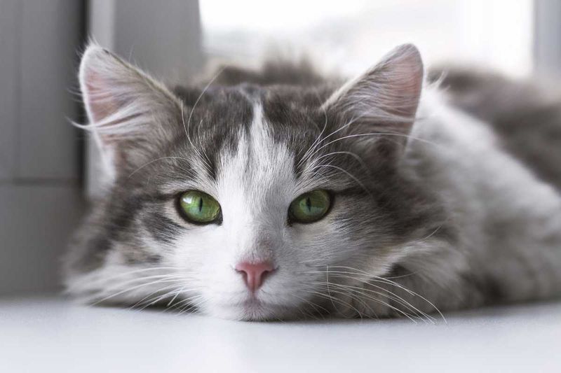 Pup Kucing Berdarah: Penyebab & Solusinya yang Efektif | Pawlyclinic