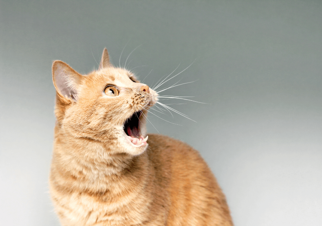 Tahapan Rabies pada Kucing, Kenali Gejala dan Pencegahannya | Pawlyclinic