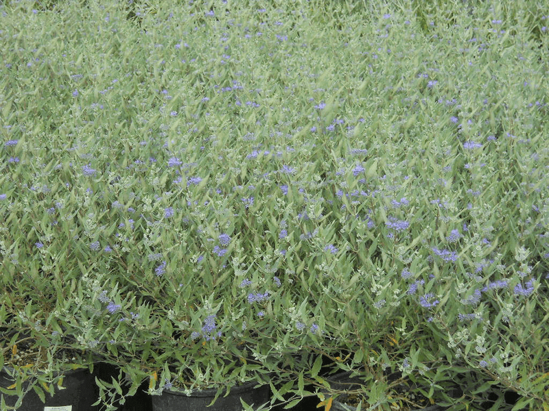 Blue Mist Spirea - Plant Guide