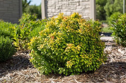 Limoncello™ Barberry - Plant Guide