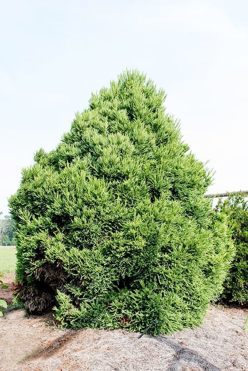 Chapel View™ Japanese Cedar - Plant Guide