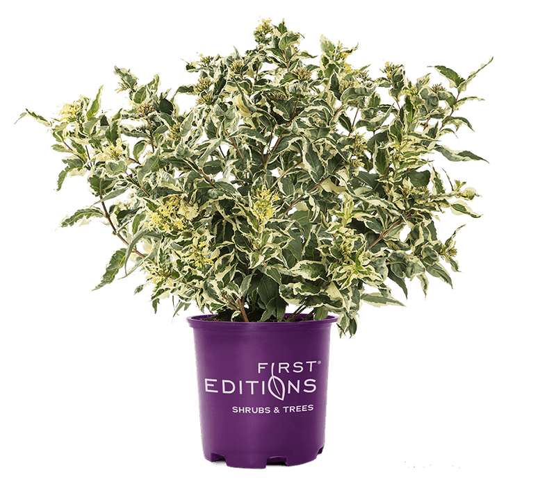 Cool Splash® Dwarf Bush Honeysuckle - Plant Guide