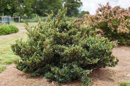 Coppertone™ Distylium - Plant Guide