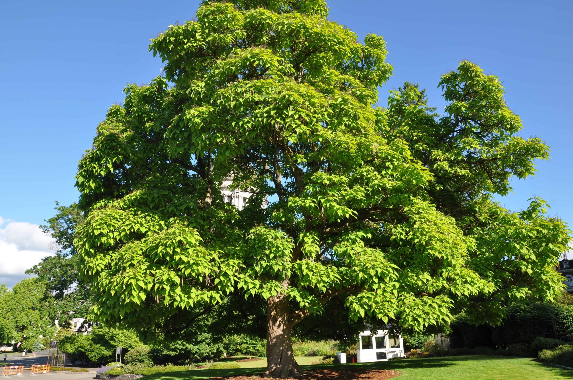 Western Catalpa - Plant Guide