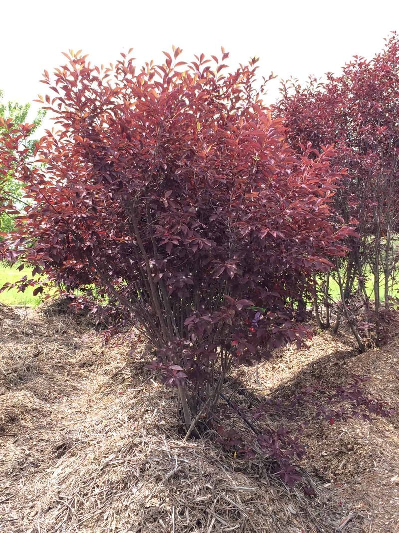 Canada Red Select Cherry Tree - Plant Guide