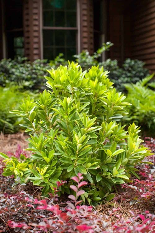 BananAppeal® Small Anise Tree - Plant Guide
