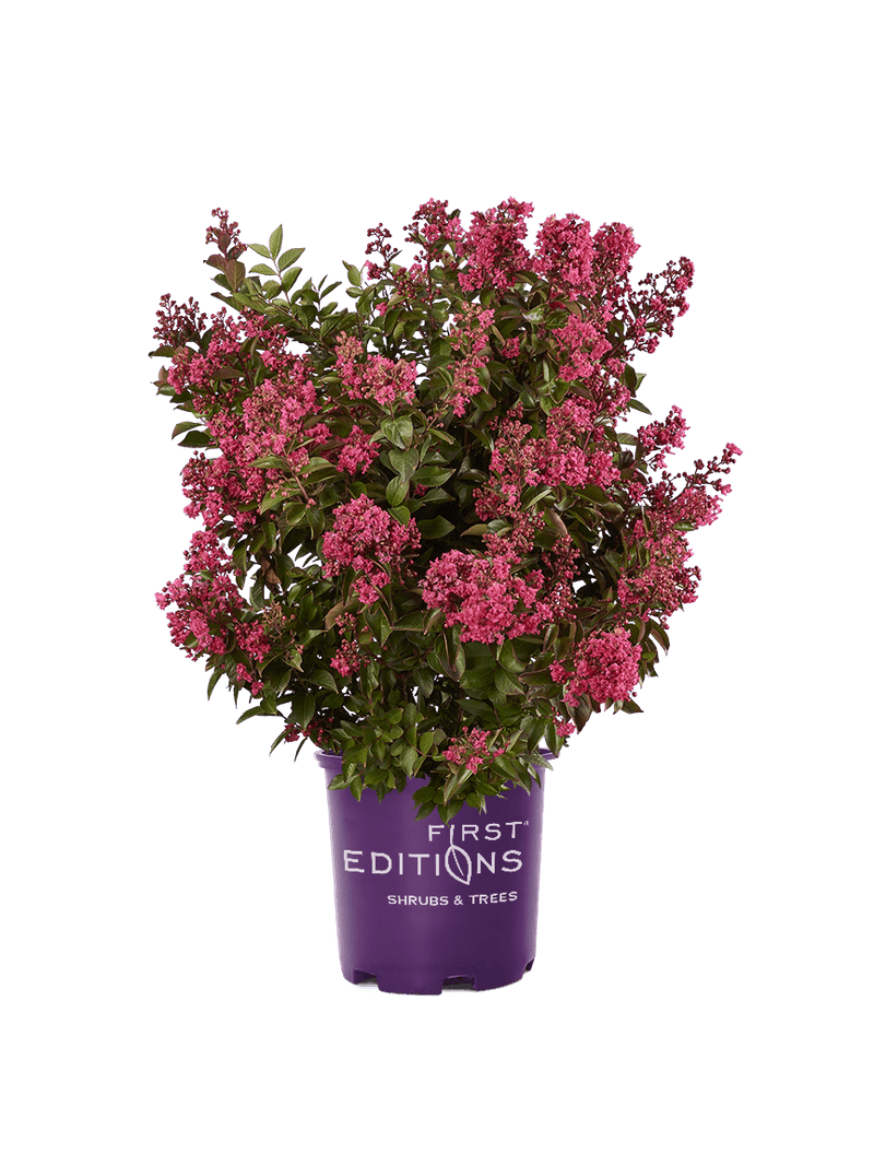 Coral Magic Crapemyrtle - Plant Guide