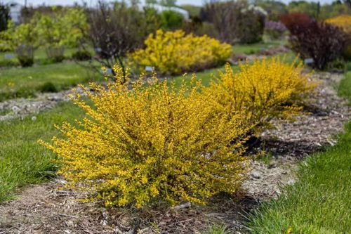 Lucky Devil® Ninebark - Plant Guide