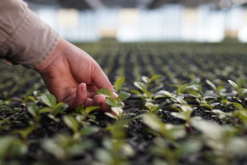 Mua chính hãng trà Yerba Maté tại Matéa™