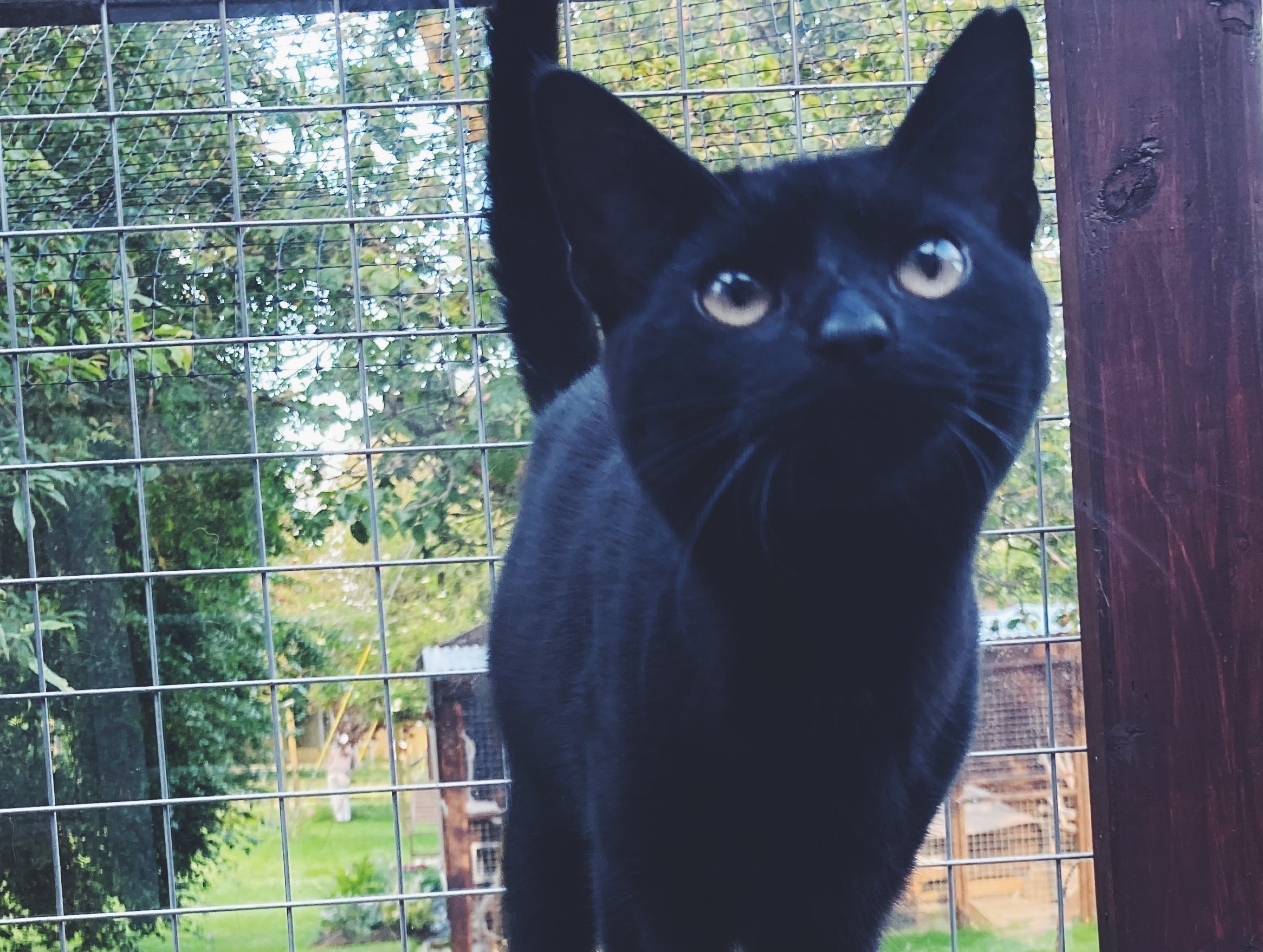 Stanley - Our Cats - Filey Cat Rescue