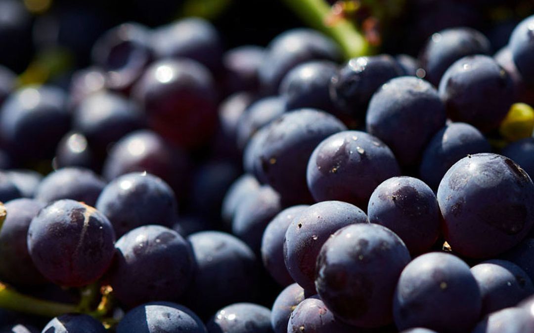 Squerryes Estate and Winery Sevenoaks | Our Wine