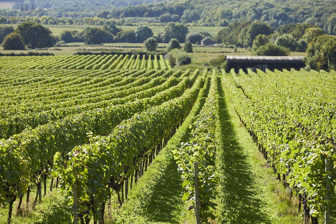 English Winery & Vineyard Sevenoaks, Kent English Winery & Vineyard Sevenoaks, Kent