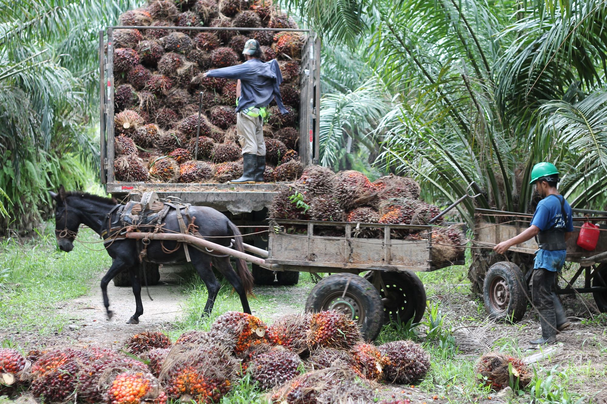 Principles of the HCV Approach: A guide to identify and protect the ...
