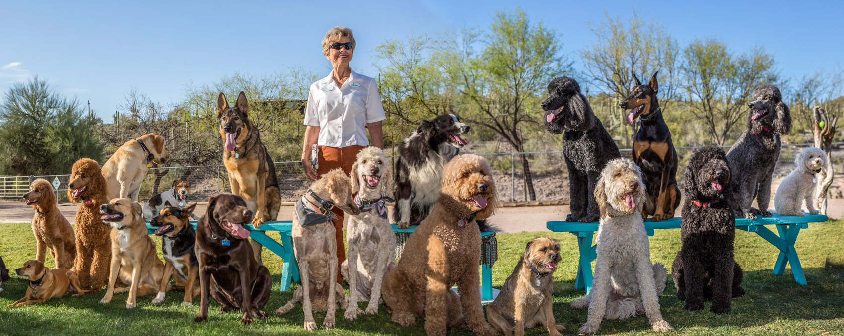 Dog Training Professionals - Animal Actors of Arizona