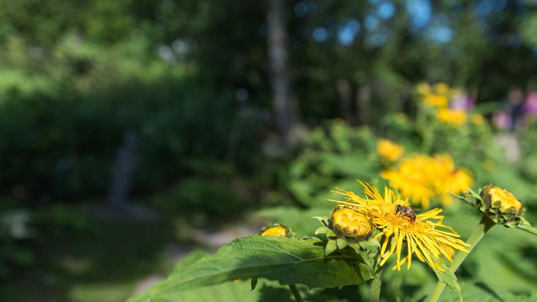 Crestone Mountain Zen Center CMZC