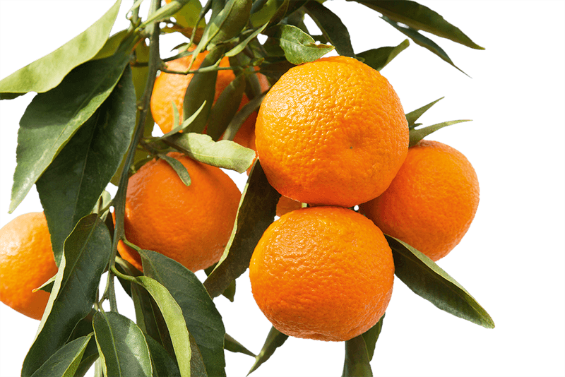 Halos Mandarins - Halos