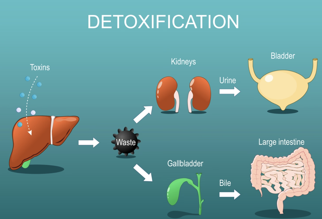 🩺 How to Tell if Your Liver Needs a Detox: 10 Warning Signs Your Body ...