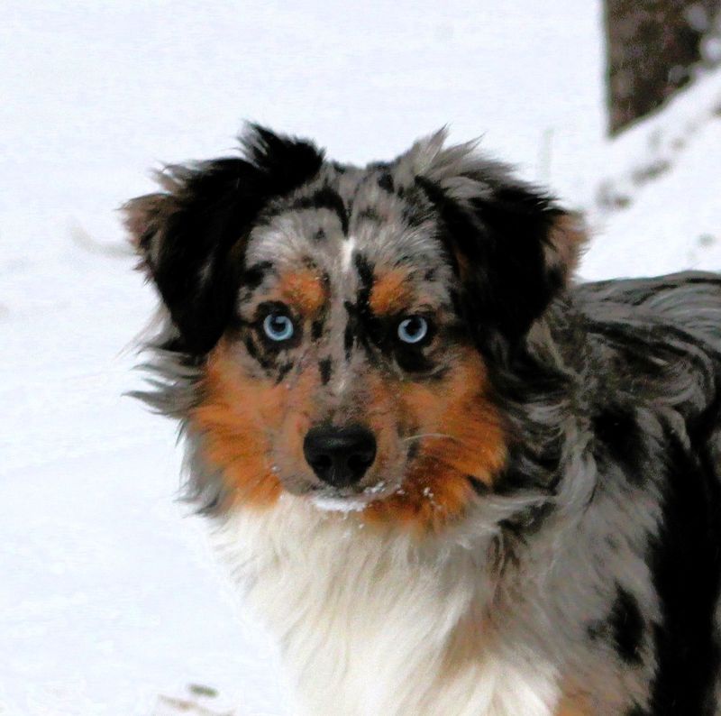 Ross Ranch Mini Aussies