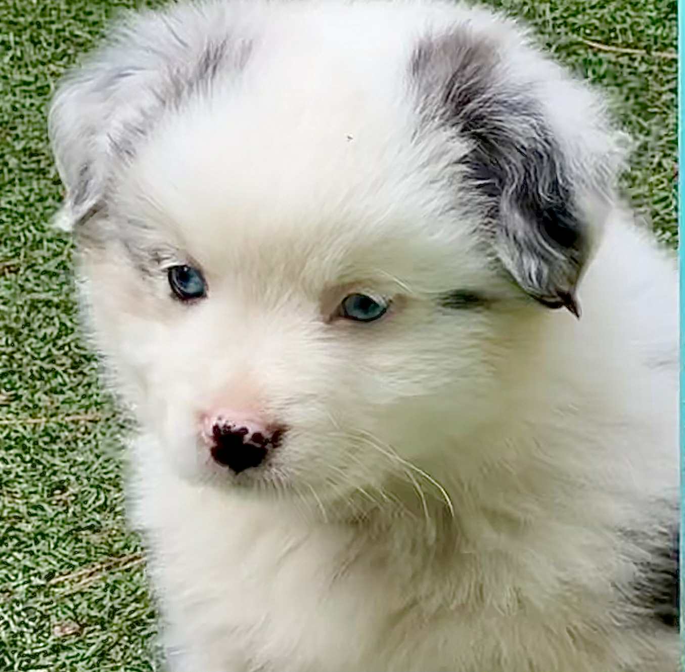 Ross Ranch Mini Aussie Puppies