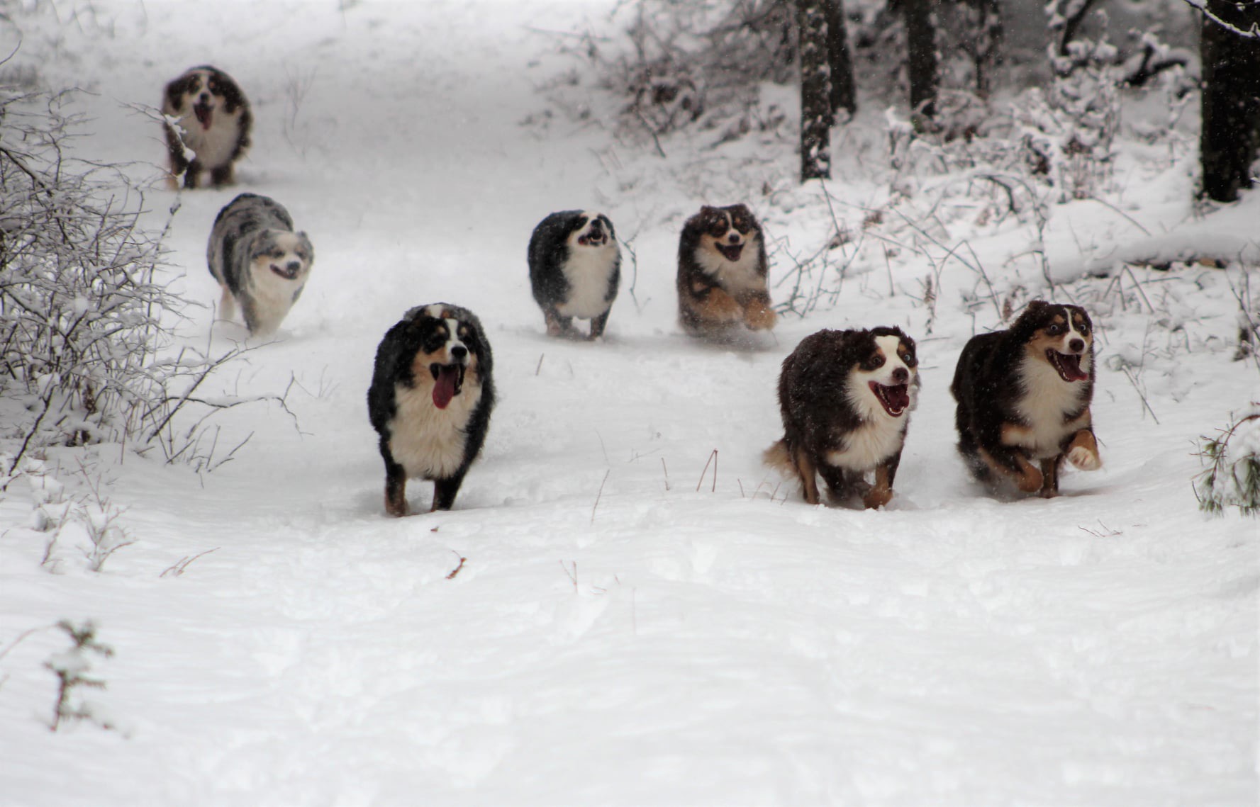 Ross Ranch Mini Aussies
