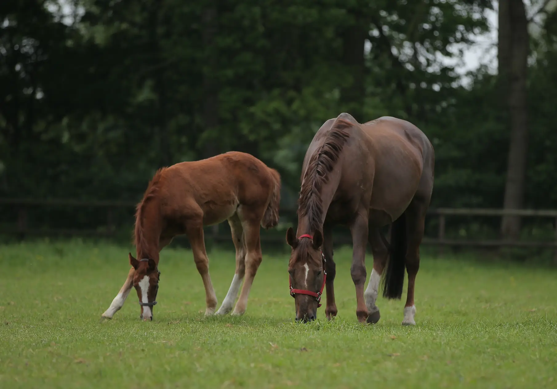 Rasseportrait Warmblut Pferd: Geschichte, Charakter & Aussehen ...