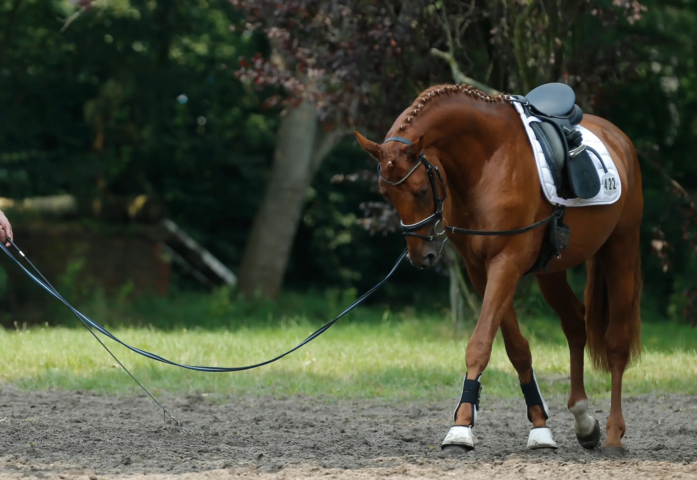 Longieren leicht gemacht: Pferde richtig longieren - ClipMyHorse.TV ...