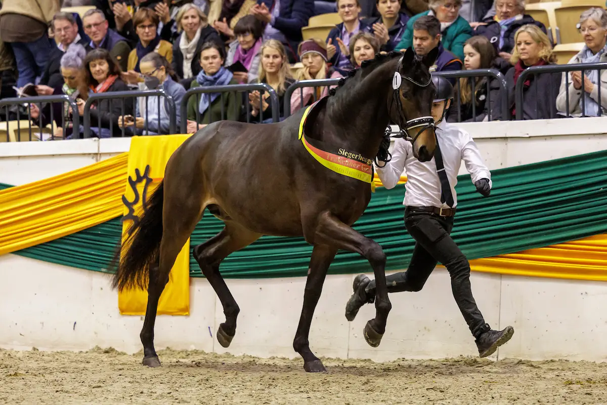 Trakehner: From cavalry horse to versatile sport horse - ClipMyHorse.TV ...